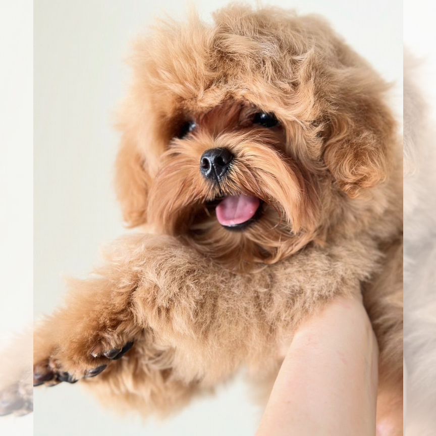 Мальтипу, щенок