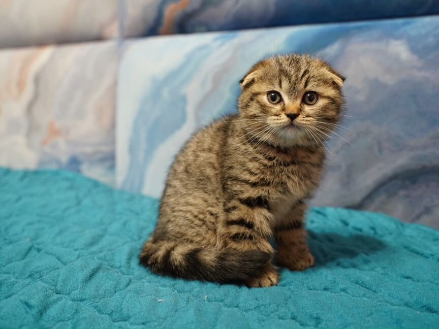Шотландский вислоухий мальчик