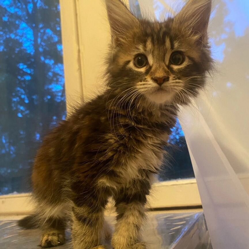 Котенок мейн кун девочка