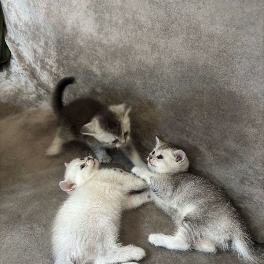 Котята породистые