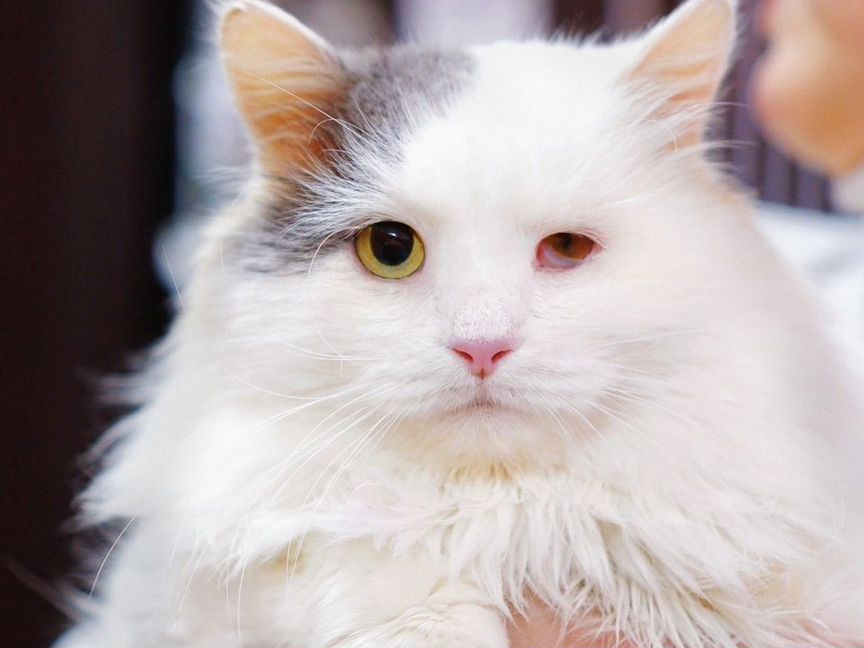 Ласковый белый красивый кот ищет дом