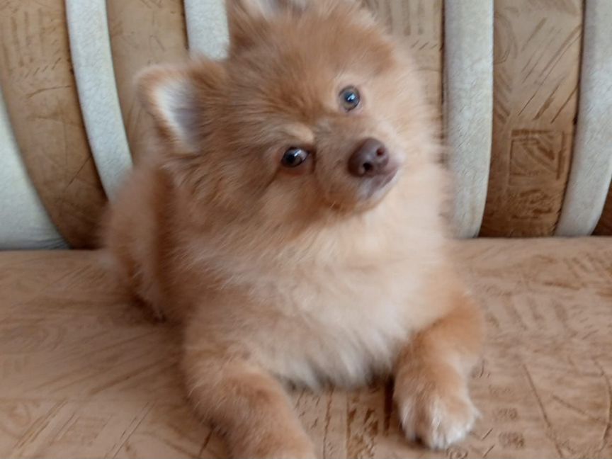 Померанский шпиц