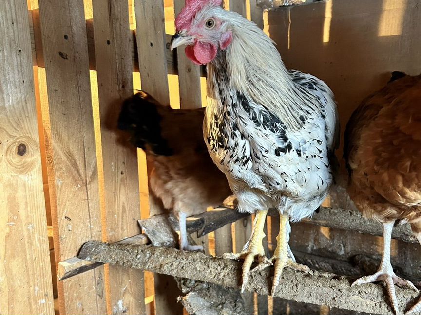 Петухи молодые