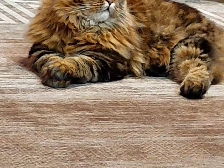 Шотландский кот вязка