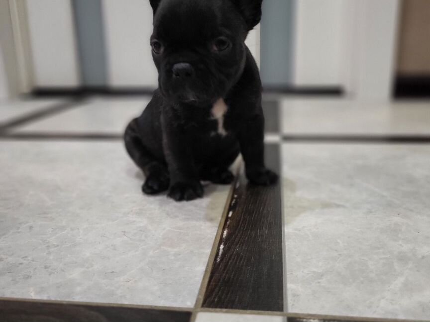 Французский бульдог щенки, малыши и малышка