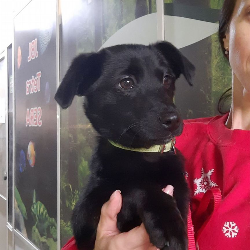 Щенок в добрые руки