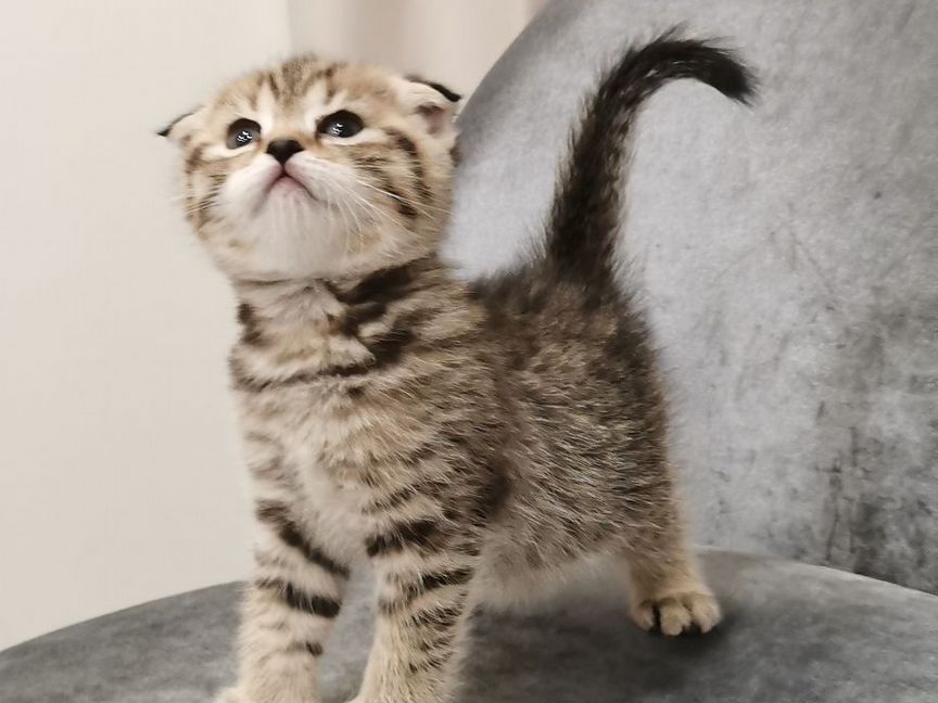 Шотландские котята