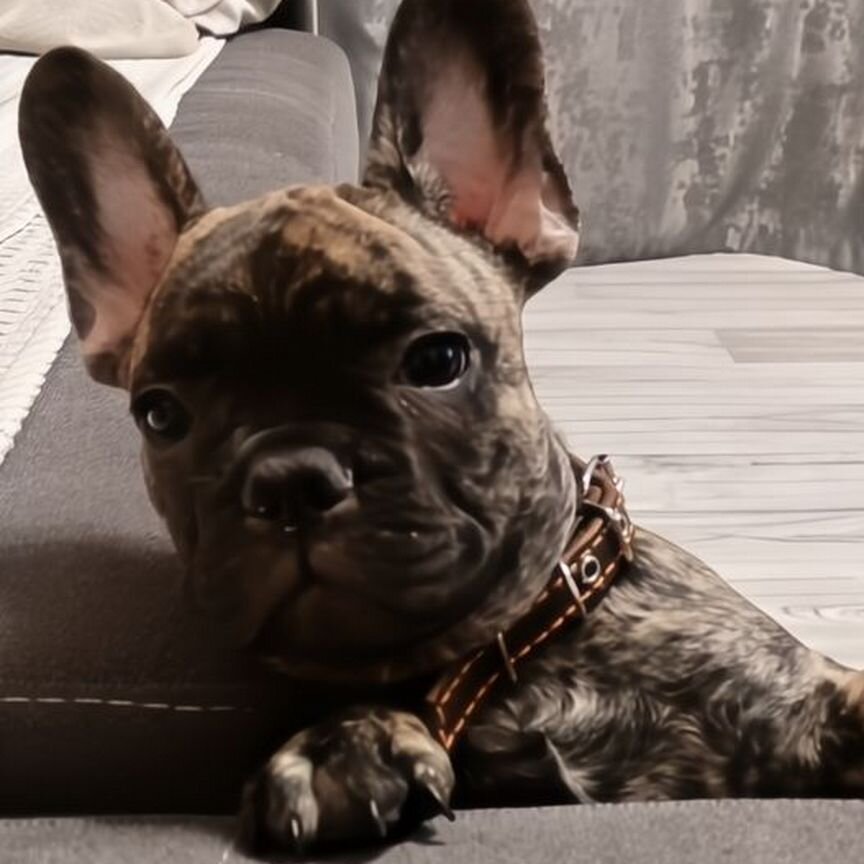 Французский бульдог, щенок