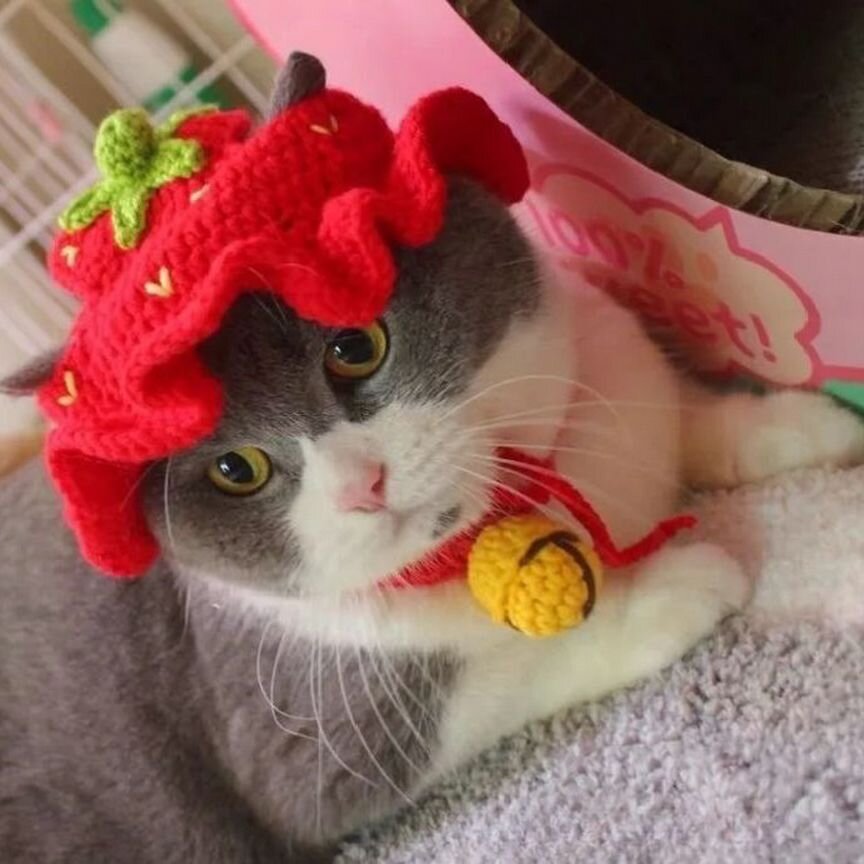 Шапка для кошки и собаки