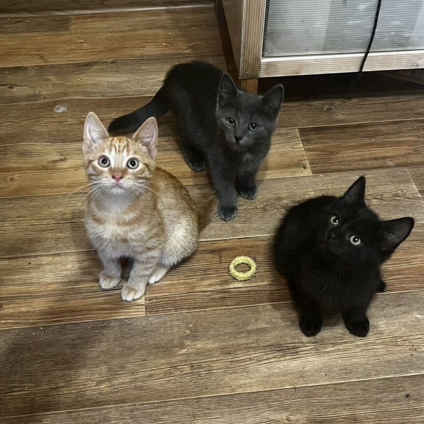 Котята в добрые руки