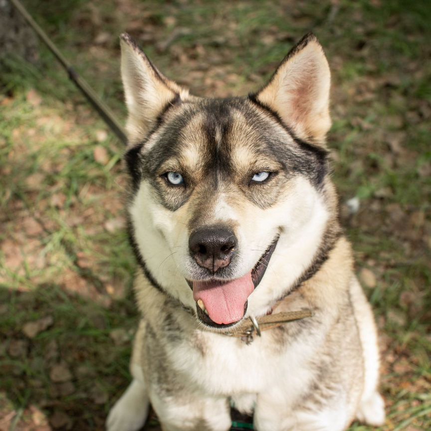 Хаски ищет заботливых хозяев