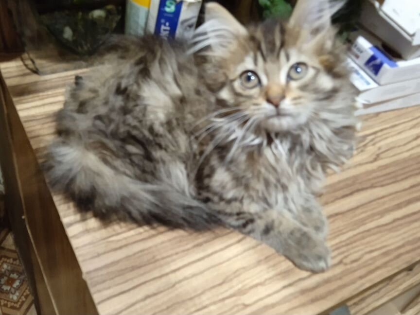 Котята мейнкуна