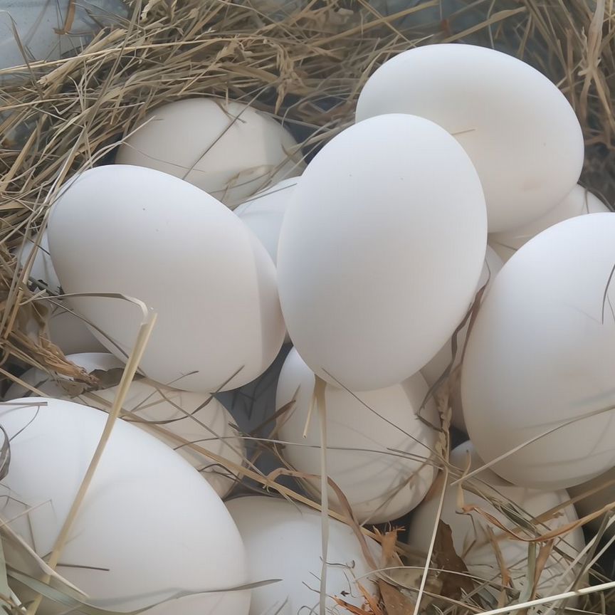 Гусиные яйца