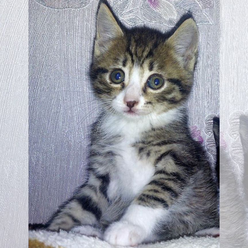 Котёнок в добрые руки
