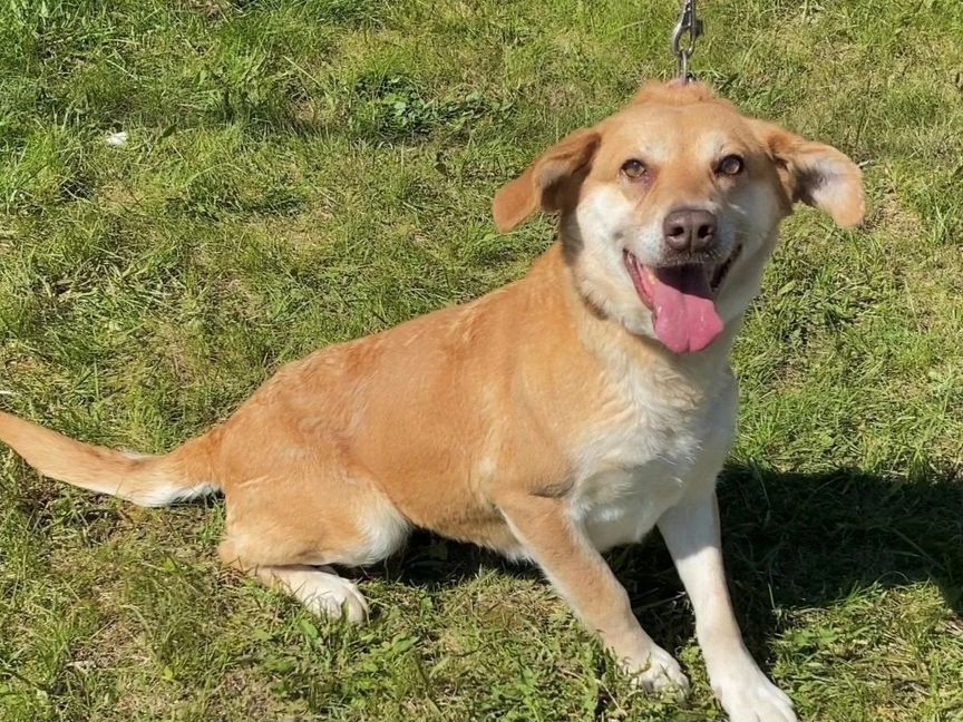 Домашняя собачка в приюте, помогите