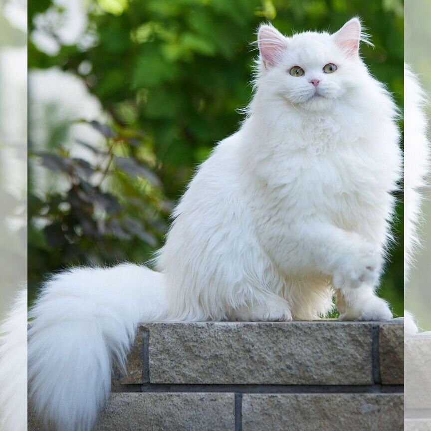Анимэшный сибирский котик