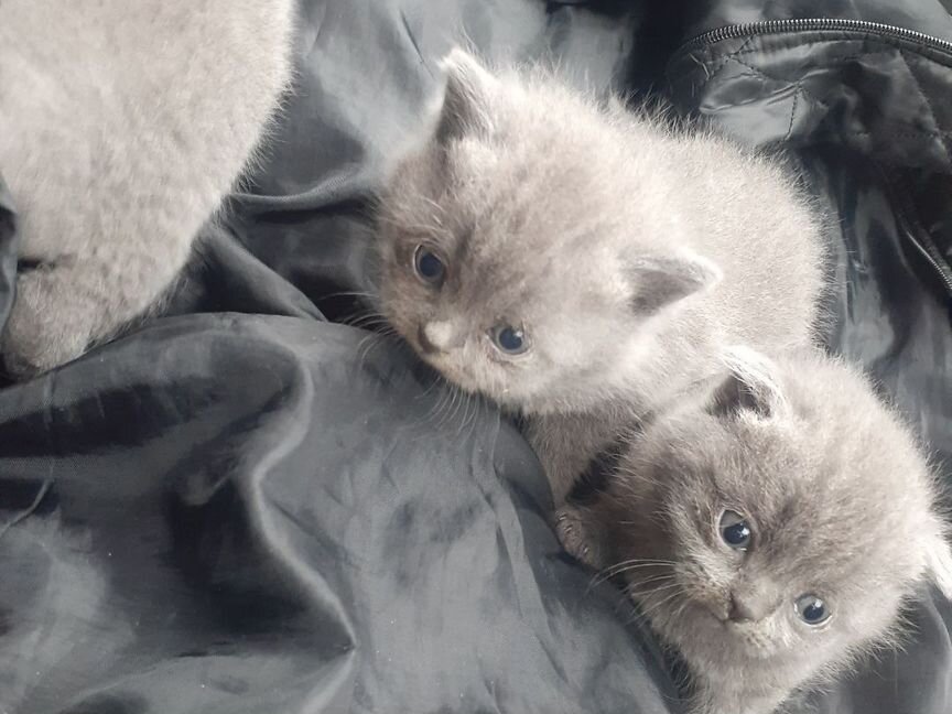 Шотландские котята