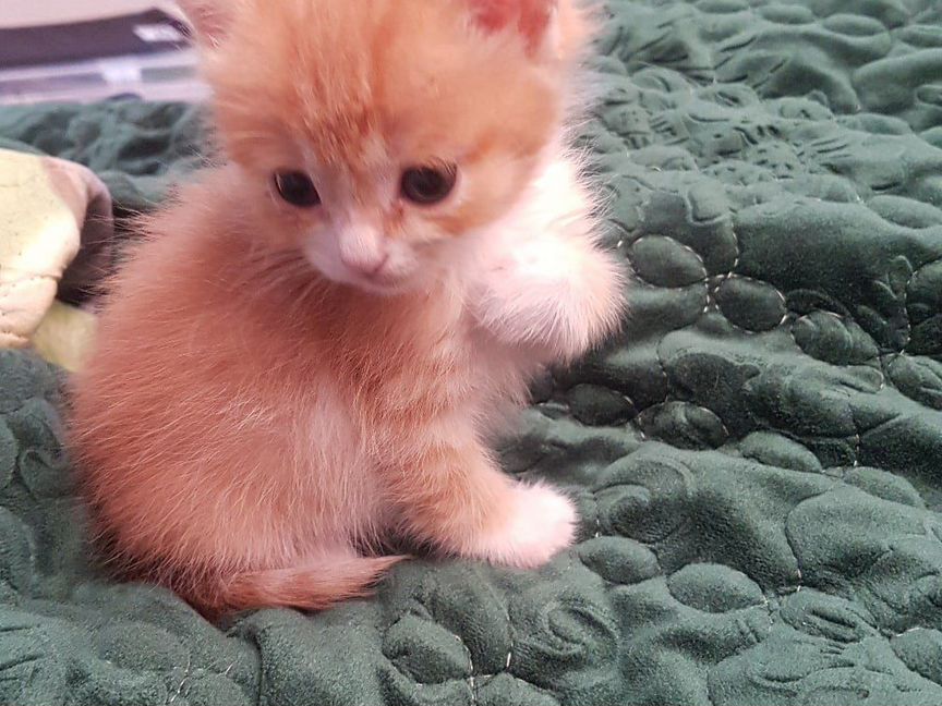 Пушистый рыжий комочек ищет дом