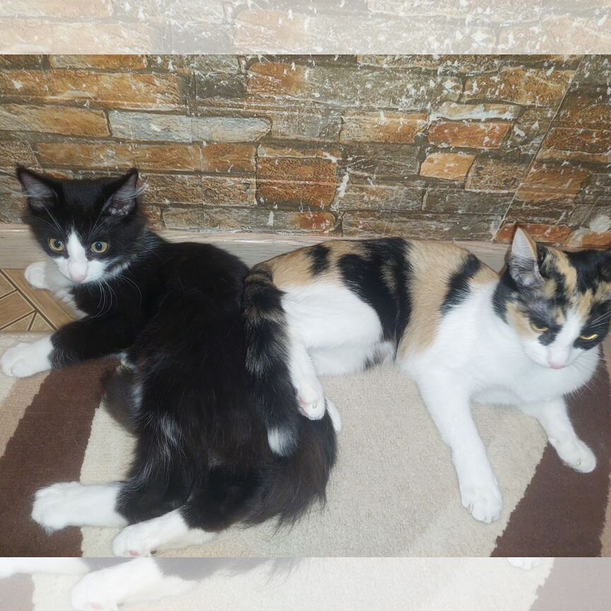 Взрослая, кошка в добрые руки