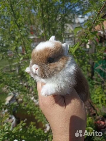 Декоративные карликовые крольчата