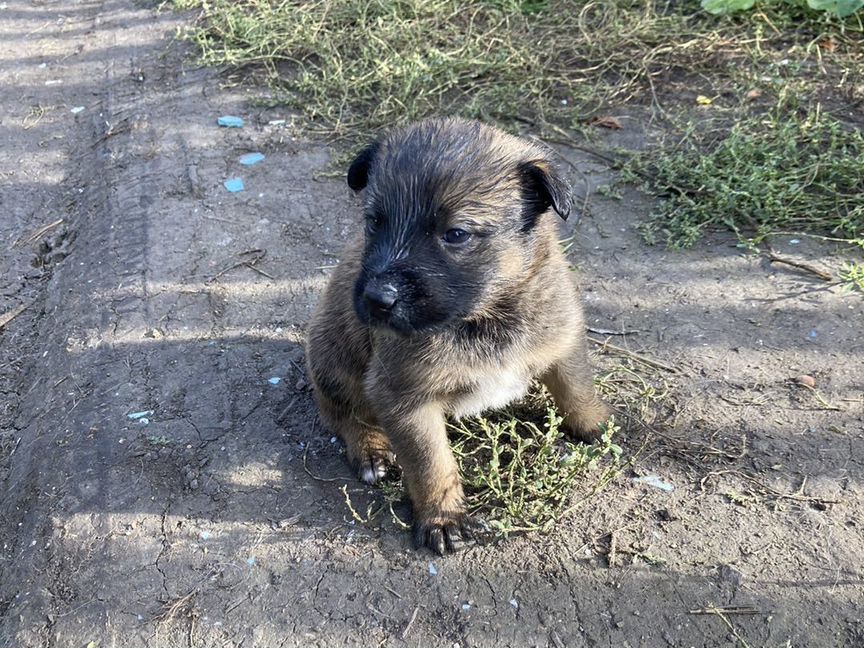 Собаки бесплатно