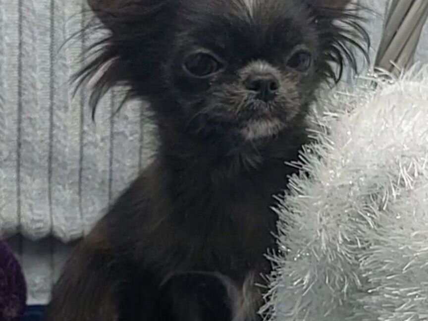 Чихуахуа голубая девочка беби фейс