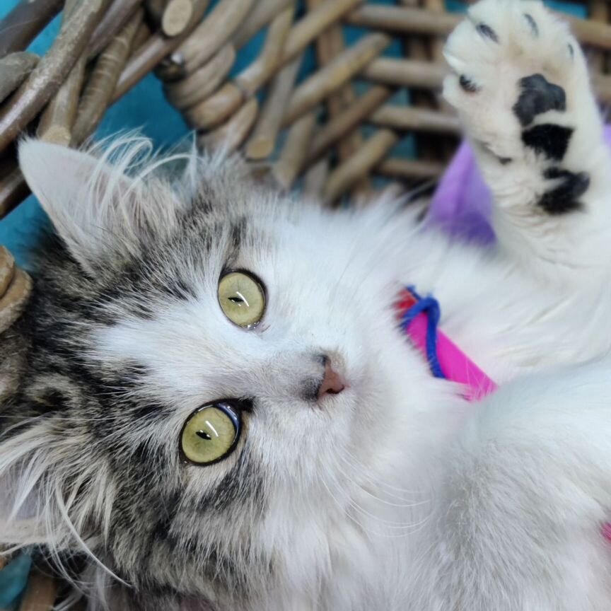 Котенок красотка