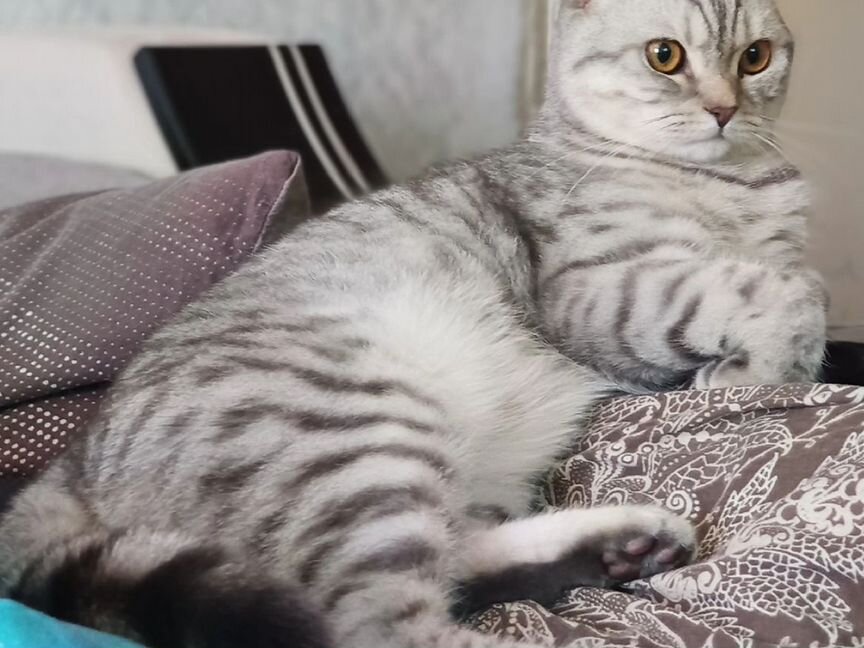Британский кот на вязку