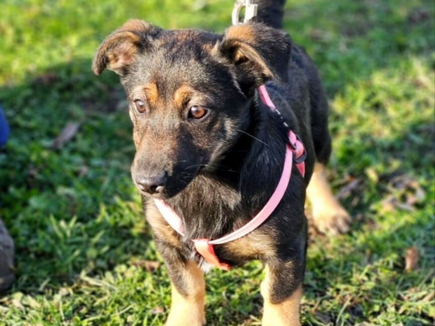 Отдам щенка небольшого размера