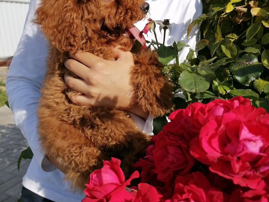 Щенки карликового пуделя