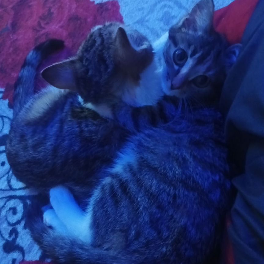 Отдам двух котят бесплатно