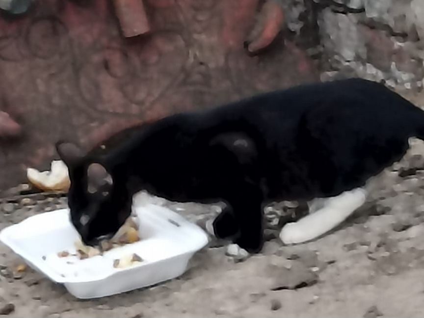 Котенок мальчик 4-5мес Обижают