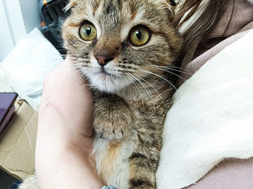 Котенок из Дагестана