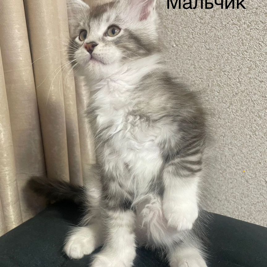 Котята мейн-кун