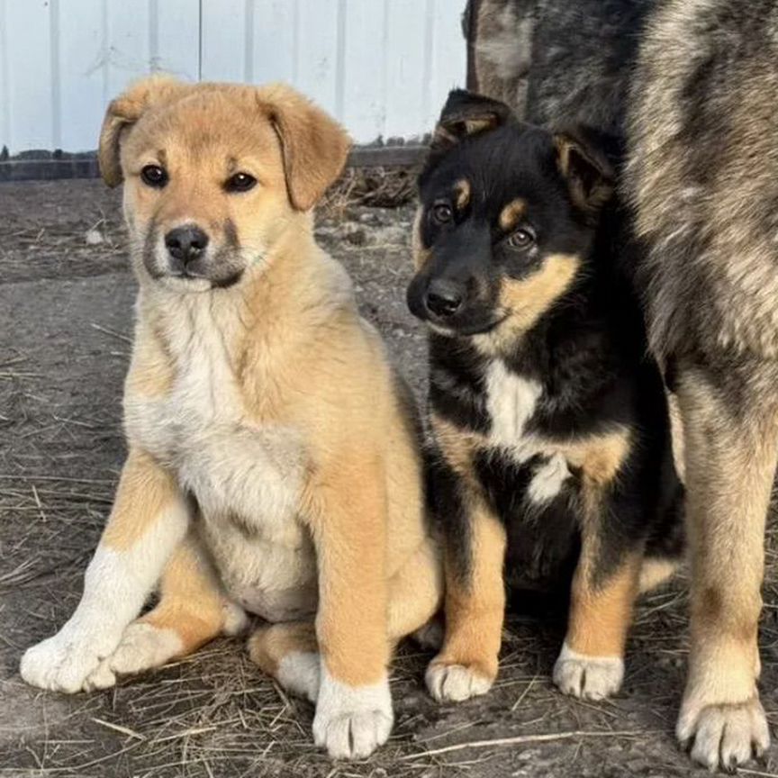 Щенок в добрые руки