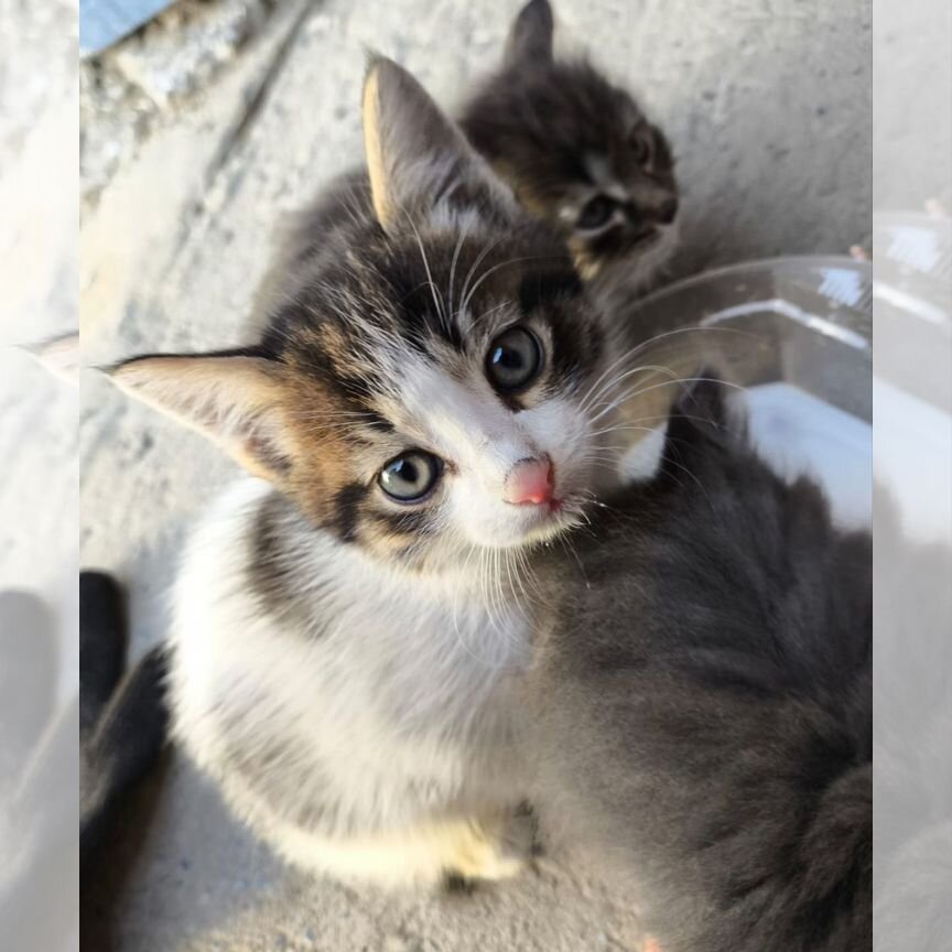 Котенок в добрые руки