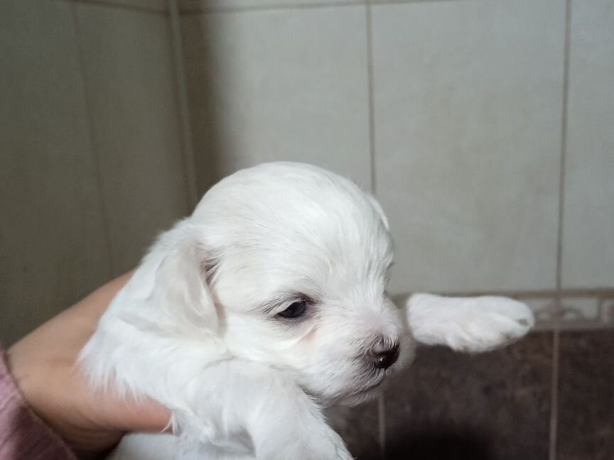 Мальтийская болонка