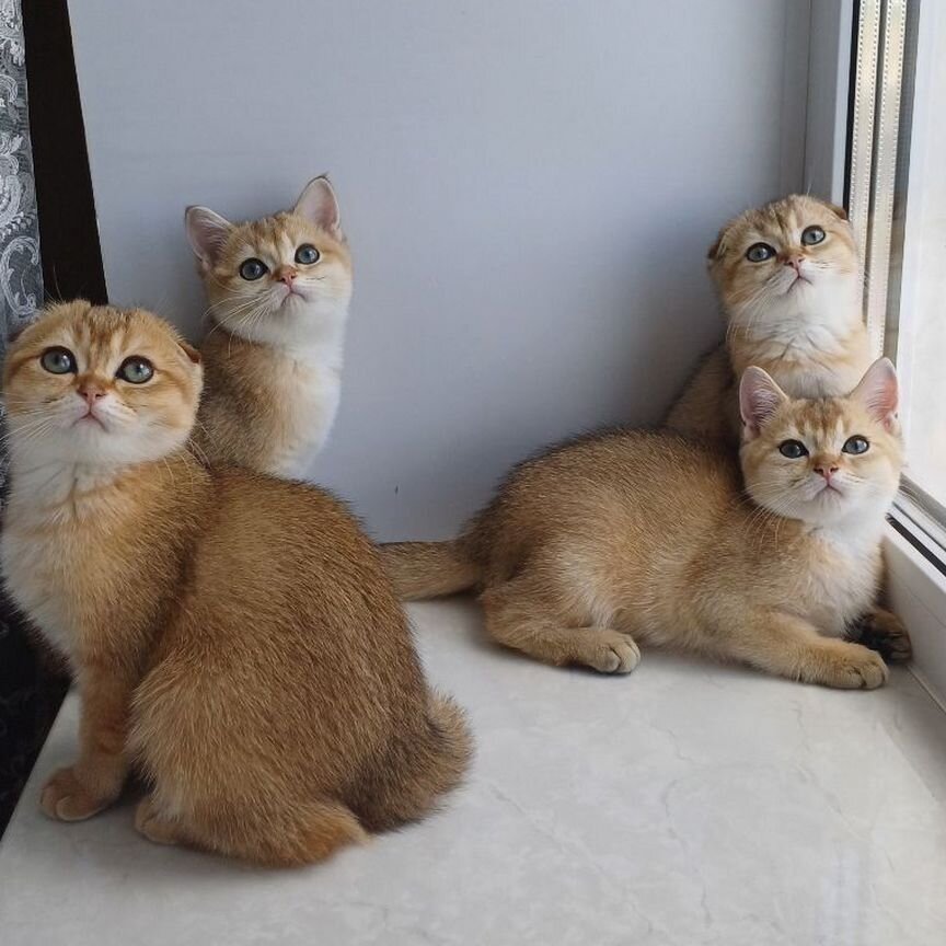 Котенок золотая шиншилла