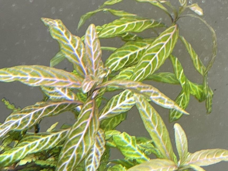 Аквариумные растения