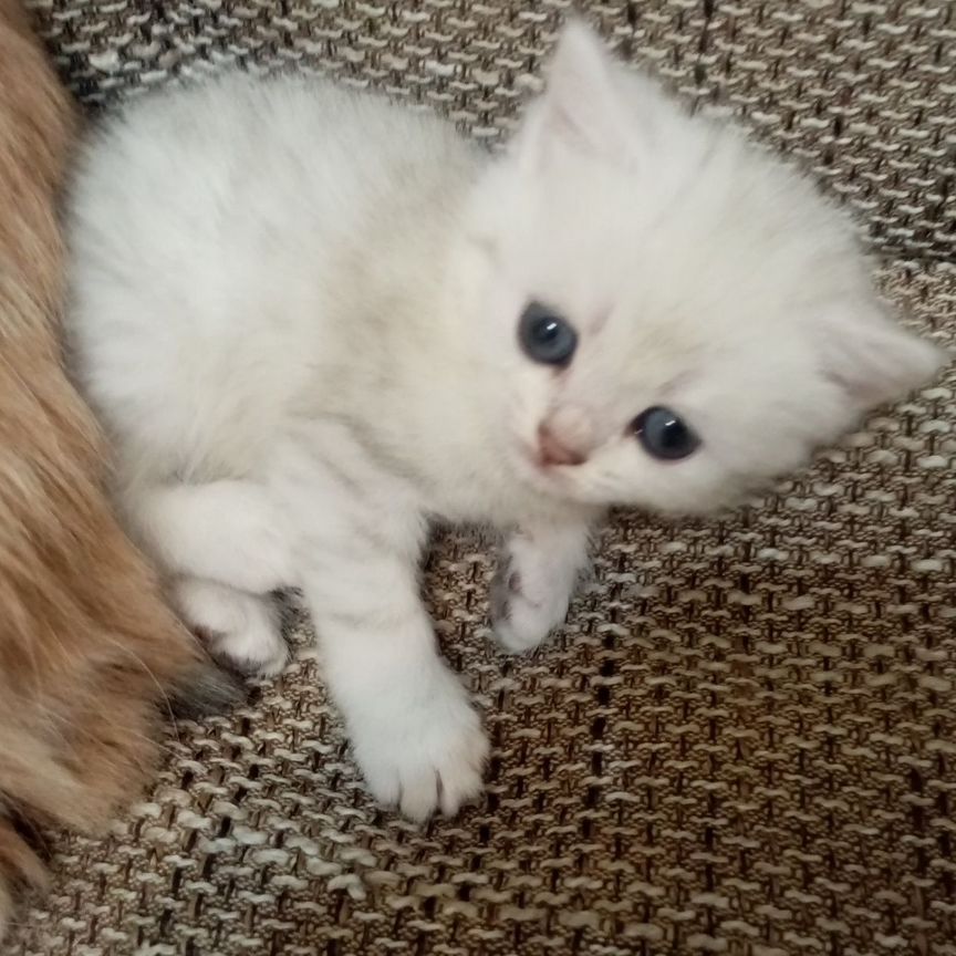 Британские котята серебристая шиншилла