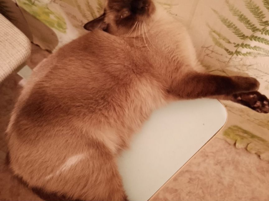 Сиаский кот