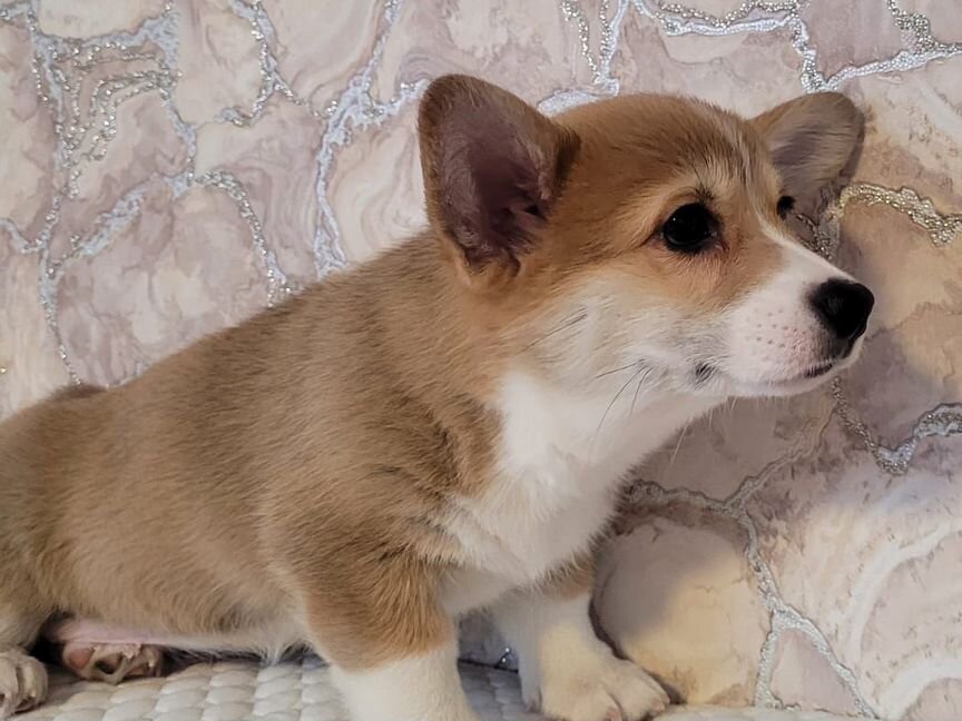 Вельш-корги пемброк