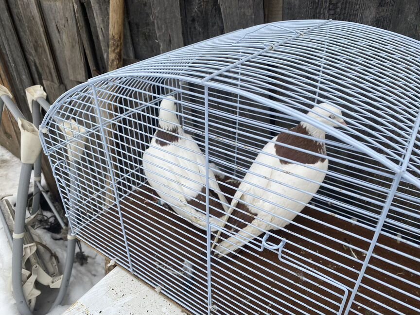 Бакинские Голуби