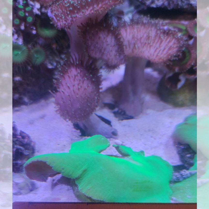 Коралл Синулярия