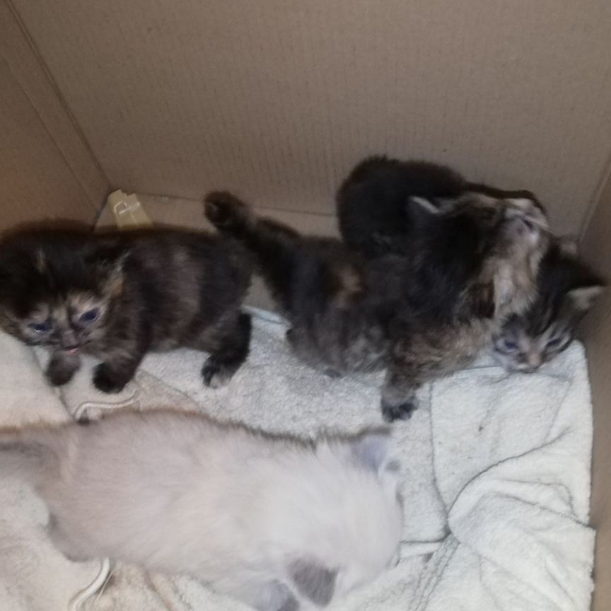 Котята курильский бобтейл