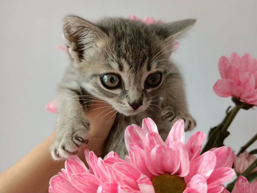 Отдам серого котенка