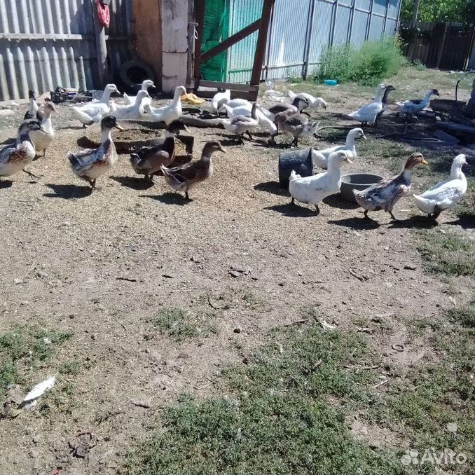 Вьетнамские поросята, утки, куры, коза