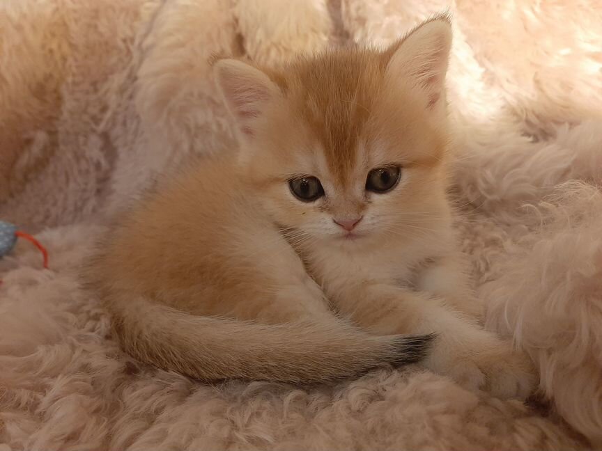Котята золотая шиншилла