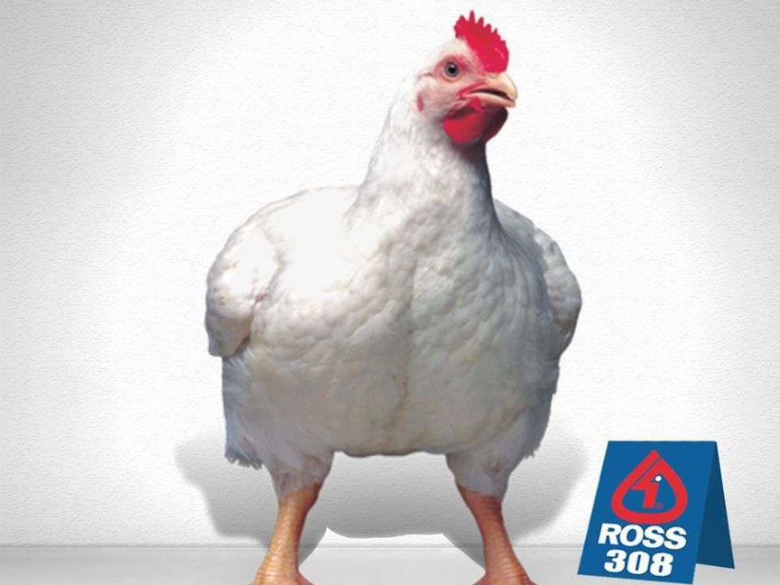 Цыплята брйлеров рос 308