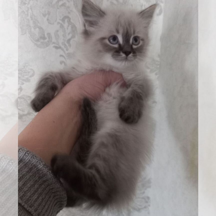 Невская маскарадная